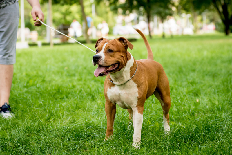 Listenhunde: Was muss man bei Kampfhunden beachten? | Online-Tierheim